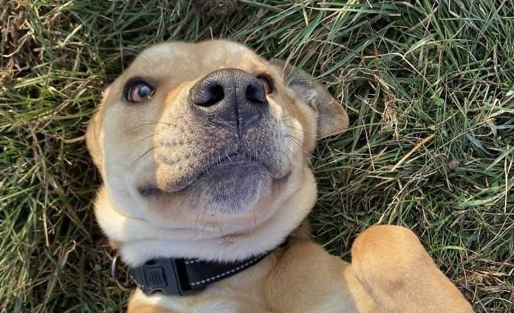 “Stray Pets in Pierceton, IN - Animal Welfare League of Kosciusko County